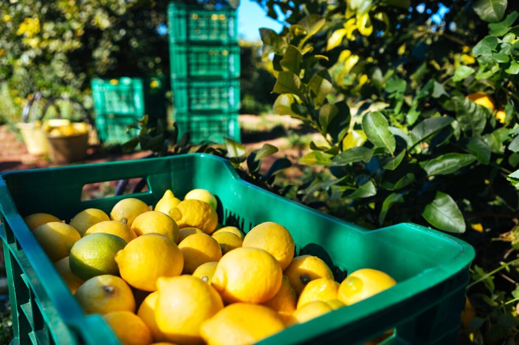 Amalfi Coast Limoncello Tour: best tours